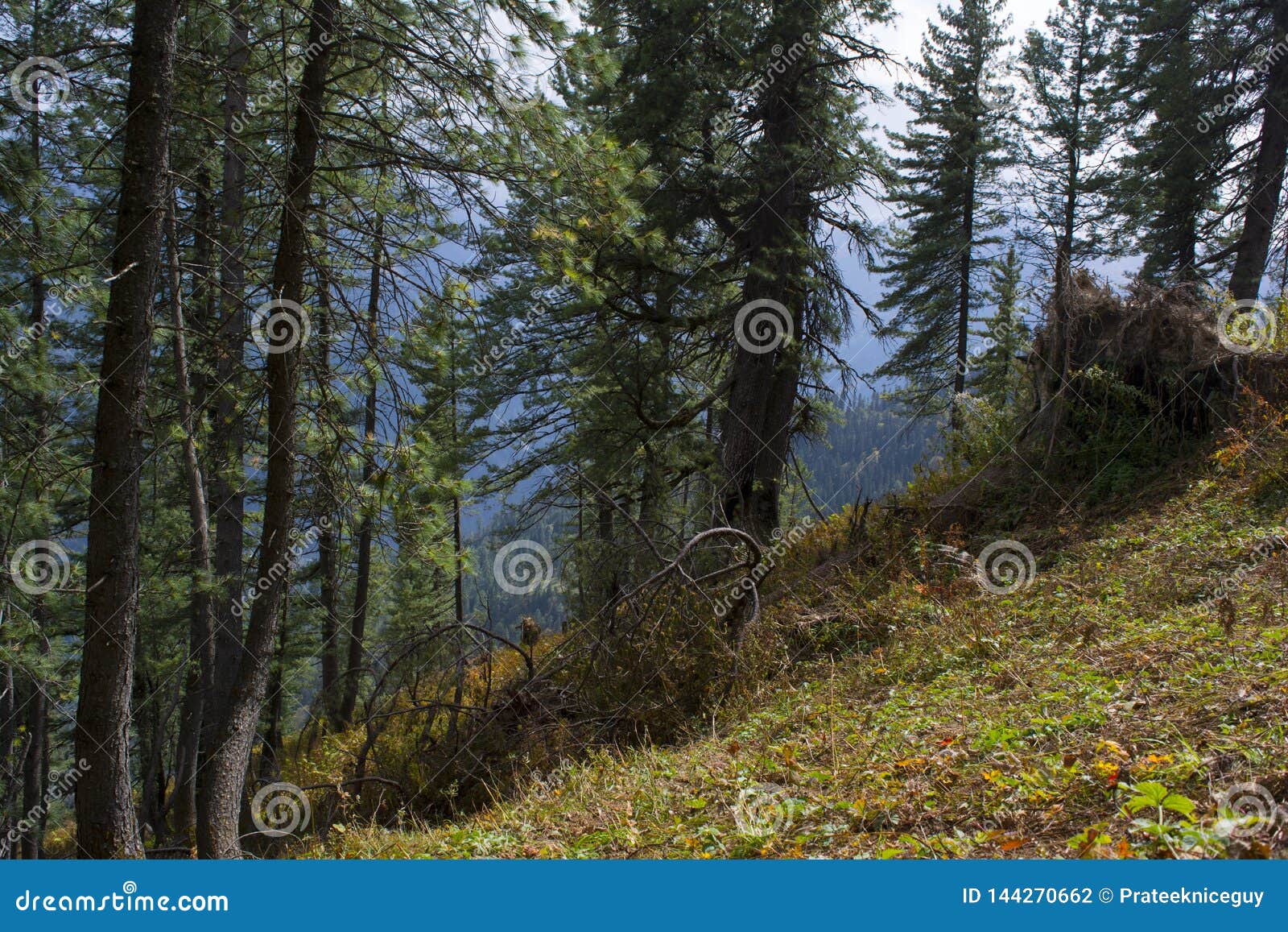 Dense forest area stock photo. Image of forest, trees - 144270662
