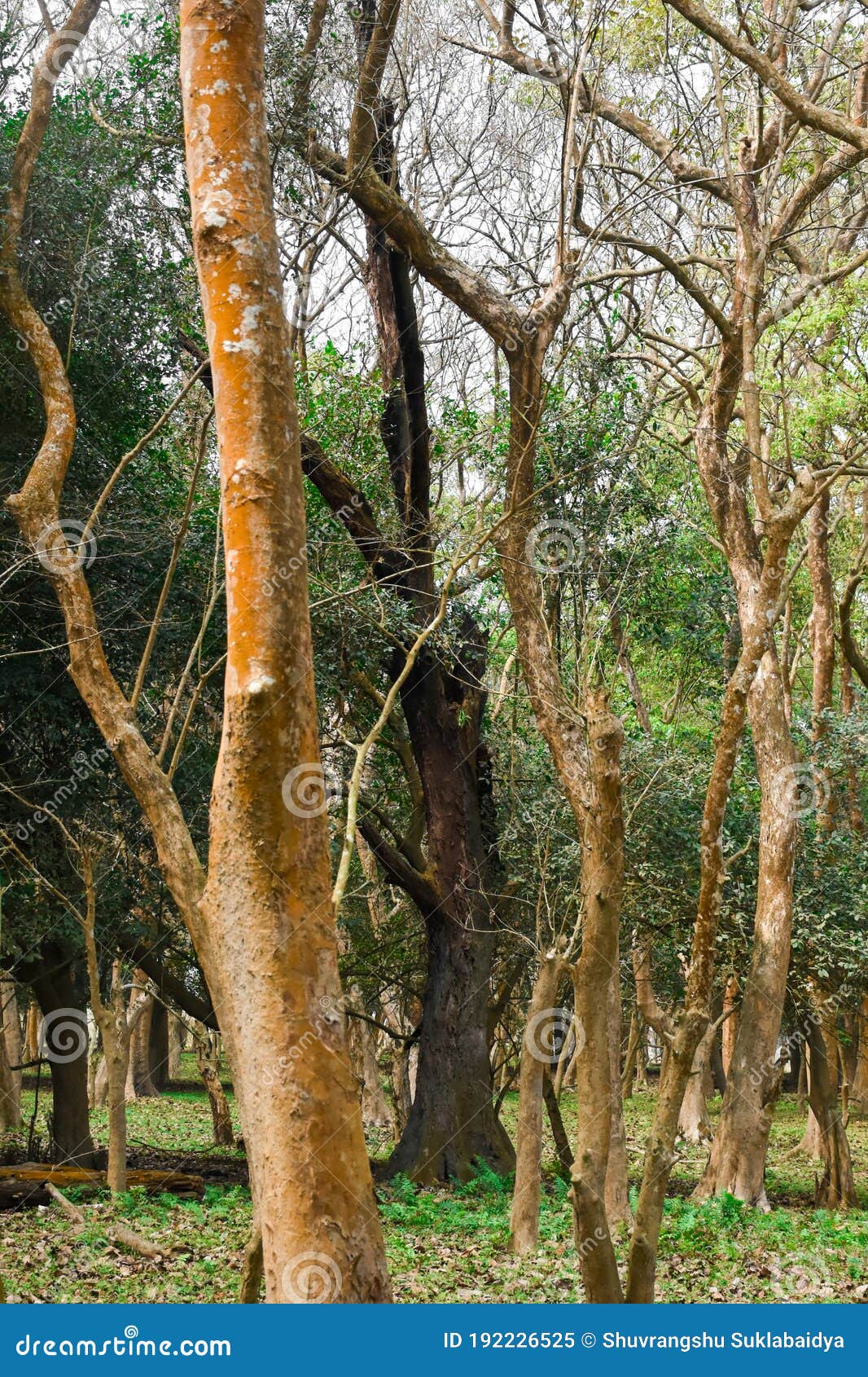 Dense Forest in Assam . Kaziranga National Park Stock Image - Image of ...
