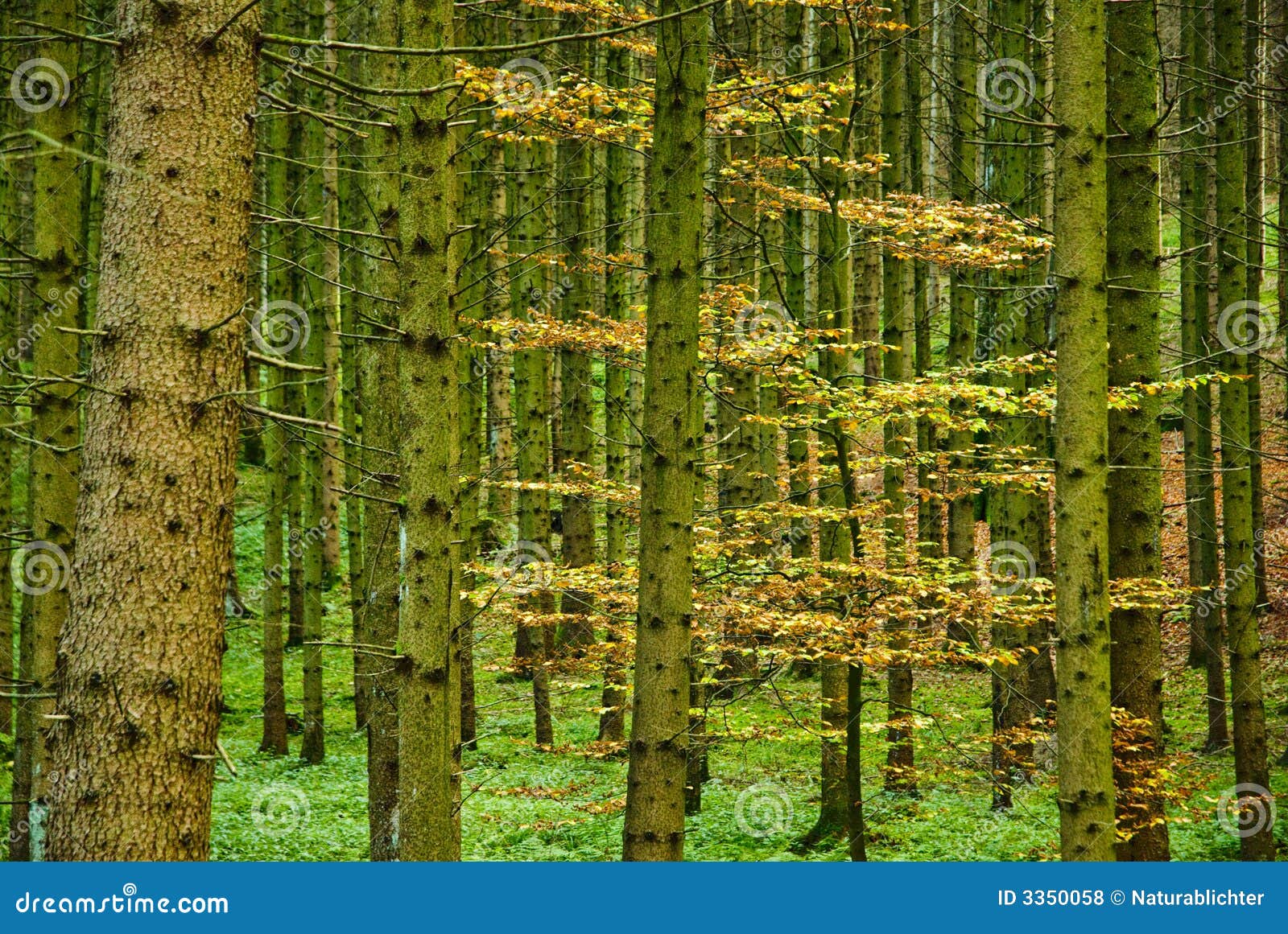 Dense forest in autumn stock photo. Image of outdoors - 3350058