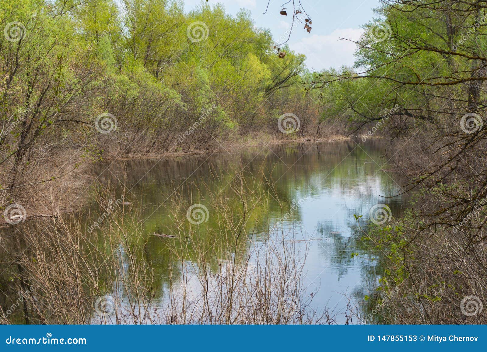Dense Forest on the Banks of a Small River. Stock Image - Image of bank ...