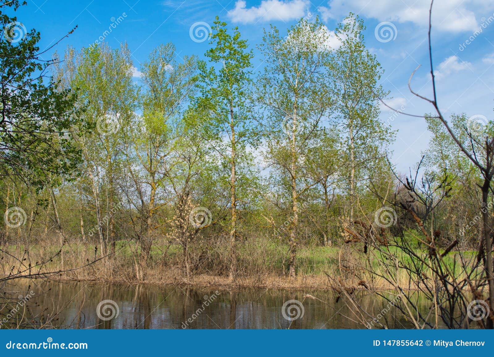 Dense Forest on the Banks of a Small River. Stock Photo - Image of ...
