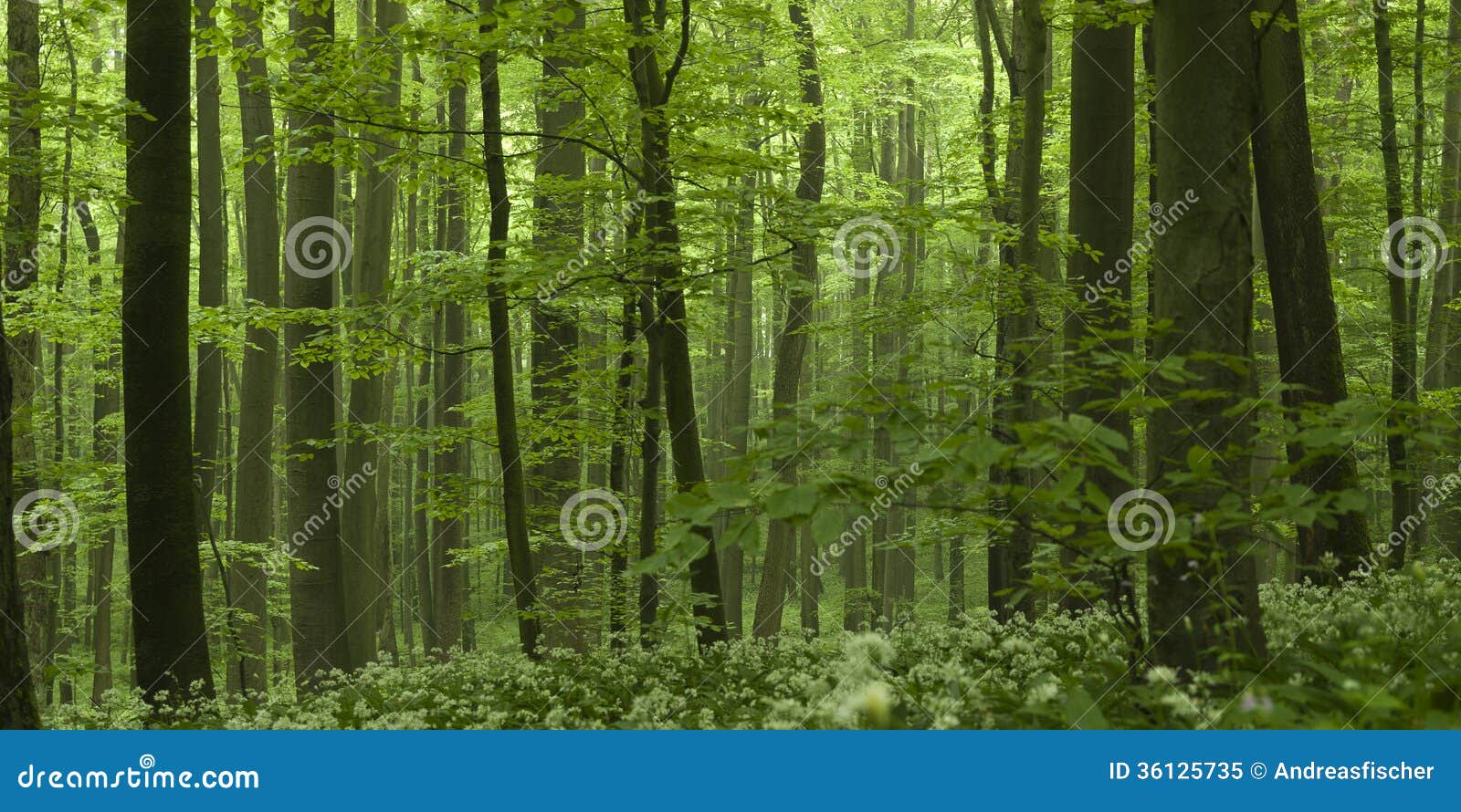 Dense Forest Beech Tree Grove Stock Image - Image of uninhabited, fagus ...