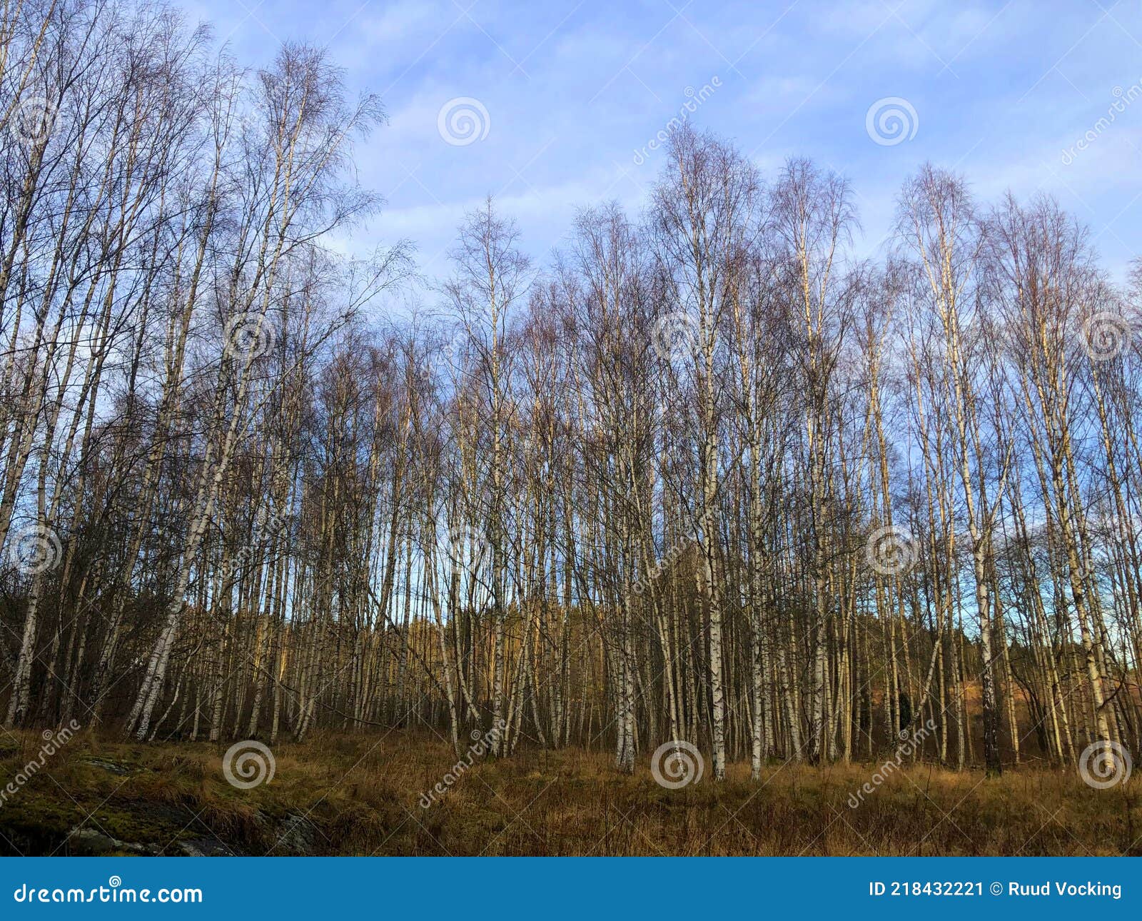 Dense Forest with Birch Trees in Sweden Stock Image - Image of sweden ...