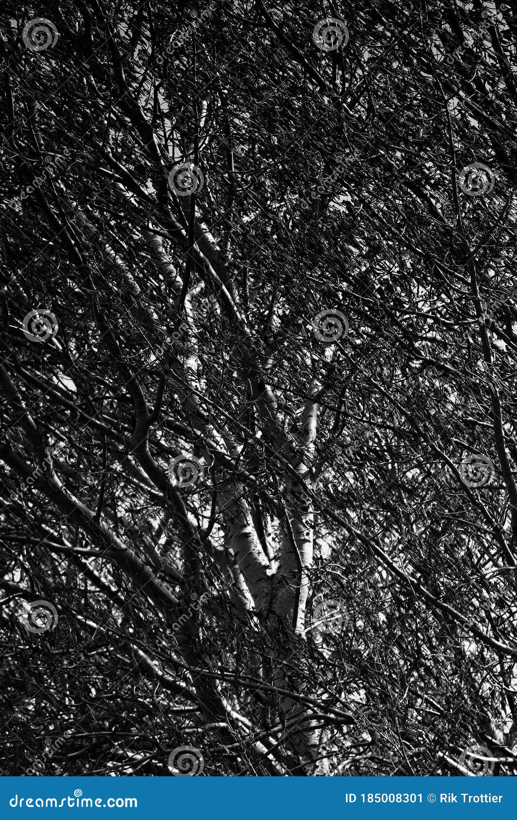 Dense forest branches stock image. Image of birch, tree - 185008301