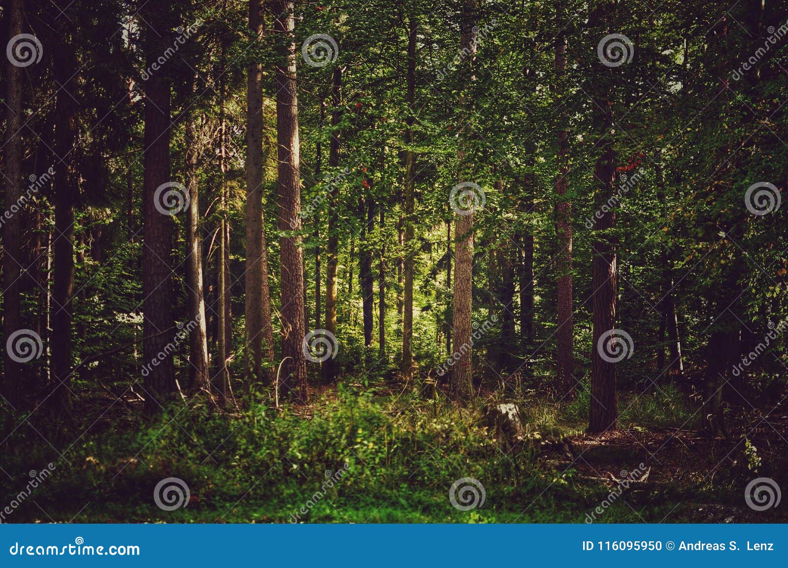 Dense Forest with Conifer Trees Stock Photo - Image of wilderness ...