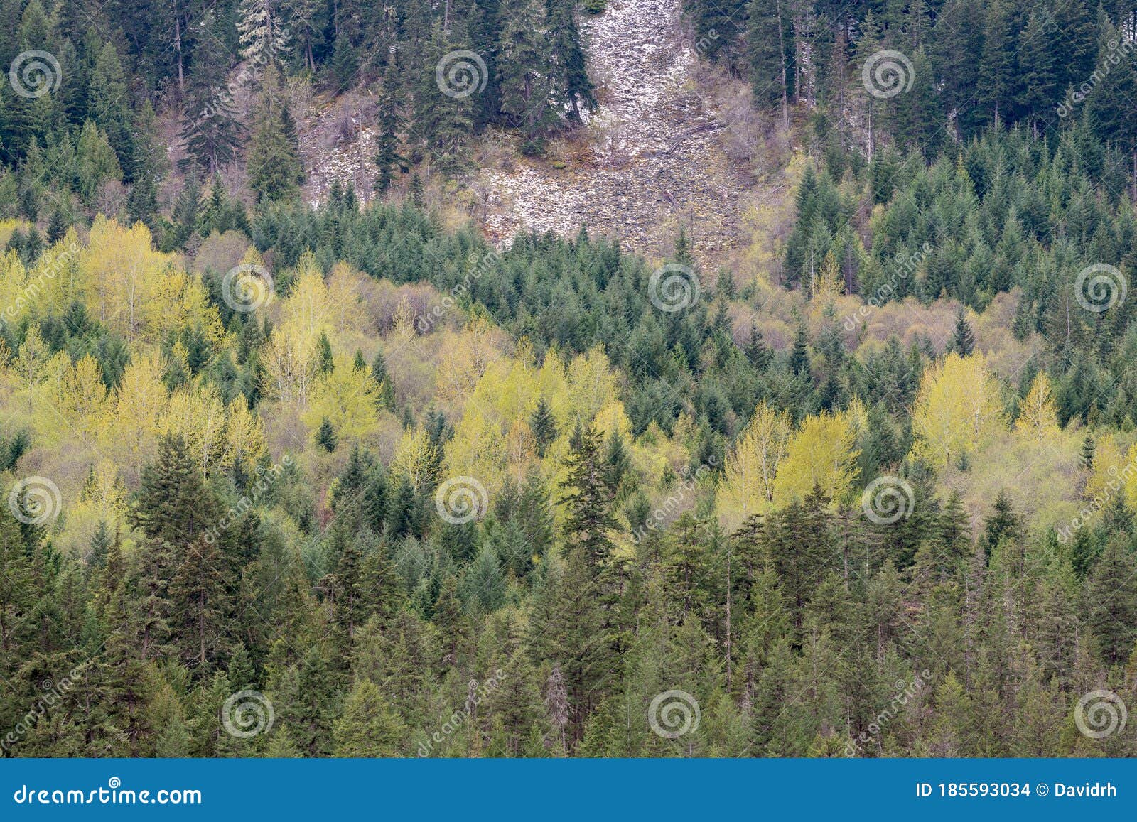 Dense Forest in Early Spring in the Fraser River Valley, British ...
