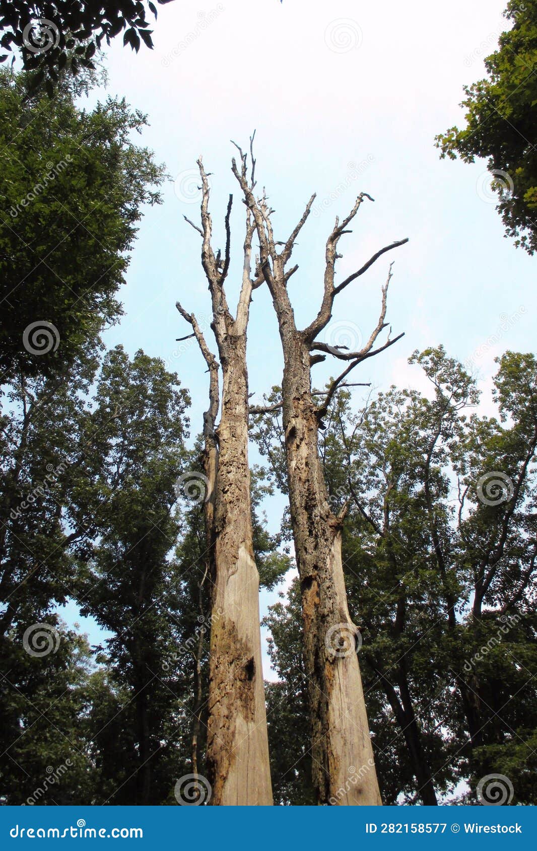 Dense Forest Featuring Tall Trees with Sparse Foliage Stock Image ...