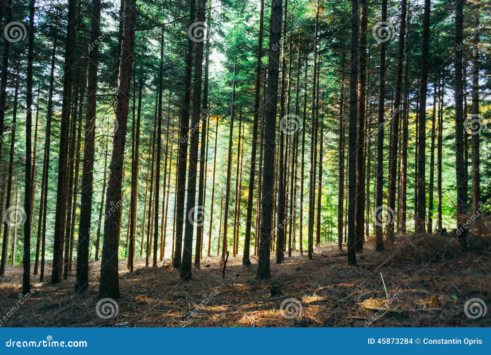 Dense forest stock photo. Image of light, shadows, foliage - 45873284