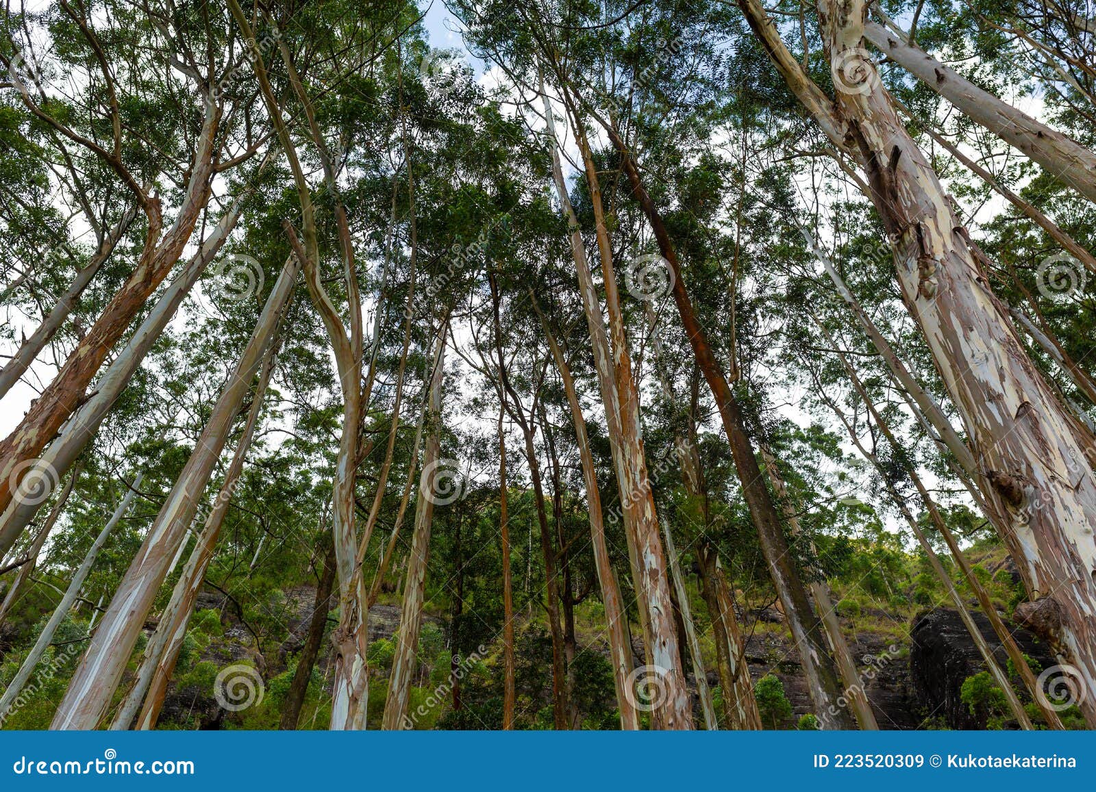A Dense Forest Grove of Evergreen Eucalyptus Trees Stock Image - Image ...