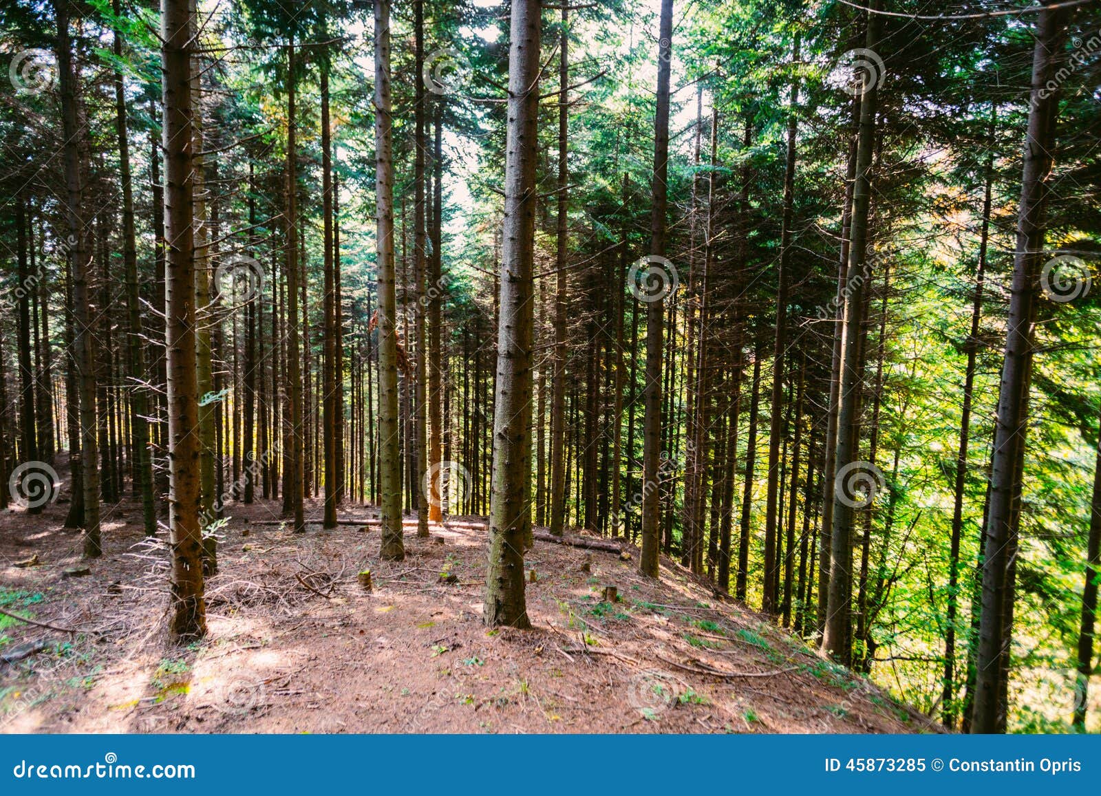 Dense forest on hillside stock image. Image of sunlight - 45873285