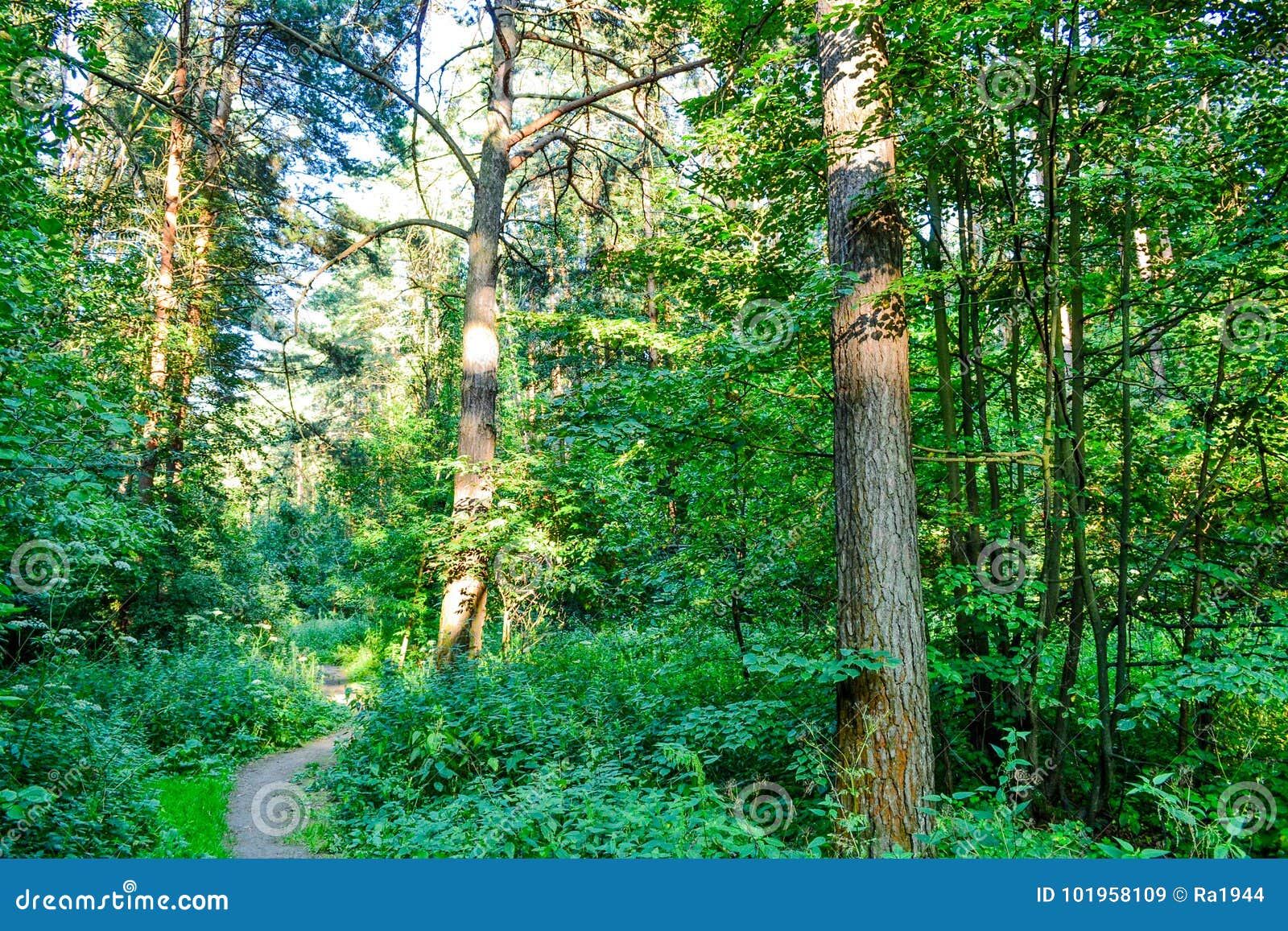 Dense Forest. an Impenetrable Thicket. Background Image. Russia Stock ...