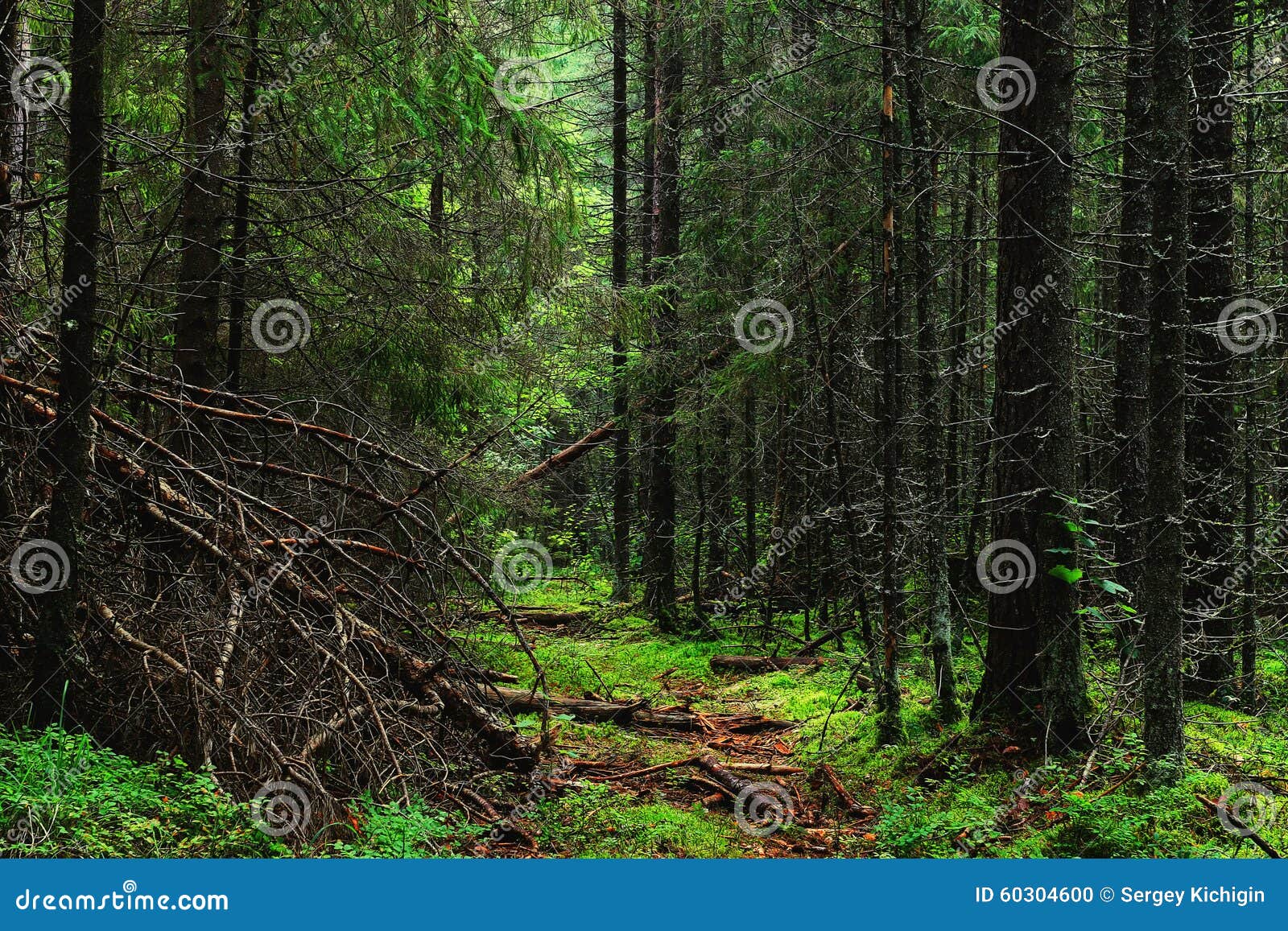 Dense forest landscape stock photo. Image of forest, indian - 60304600