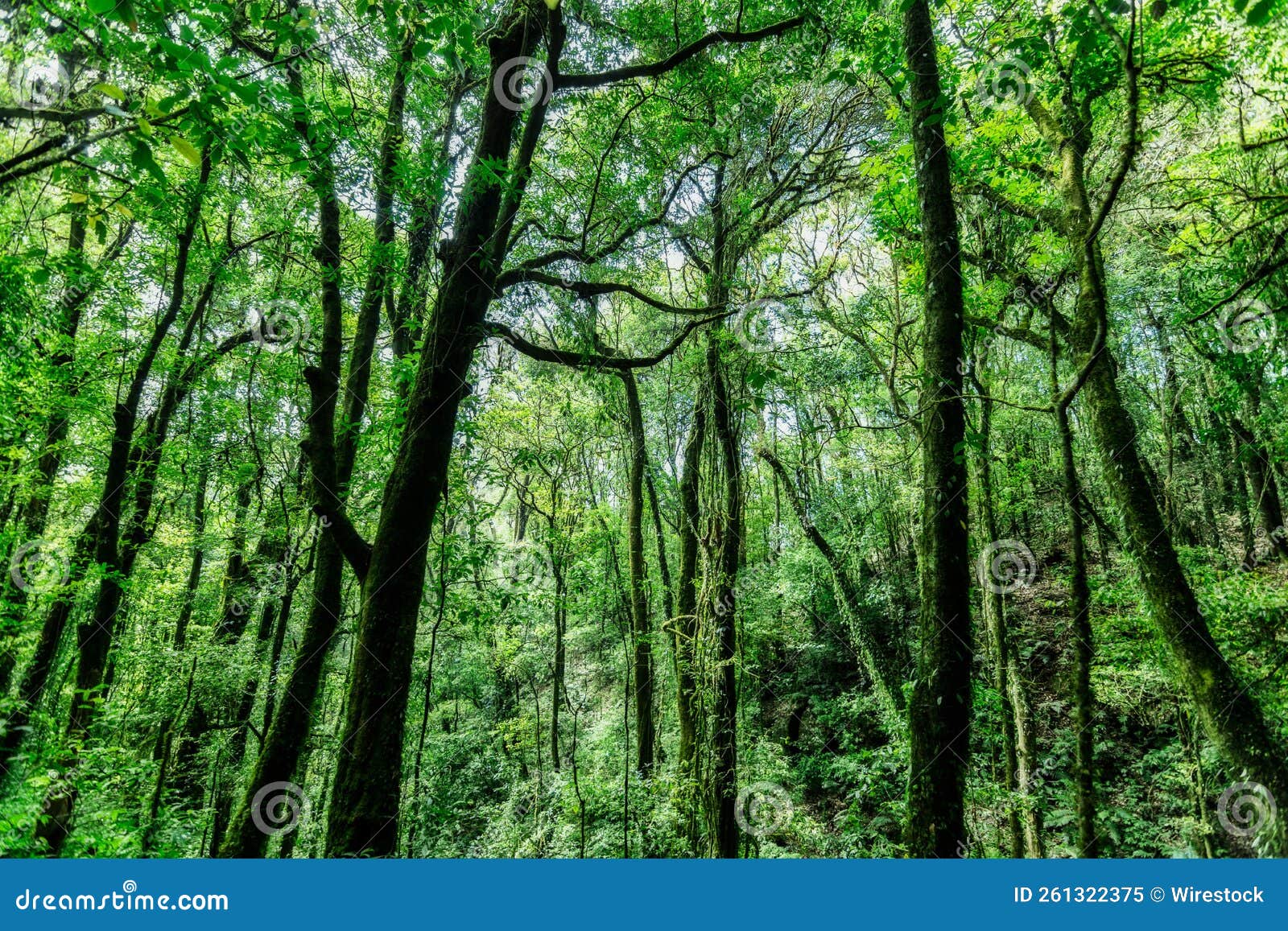 Dense Forest with Leafy Tall Trees Background Stock Image - Image of ...