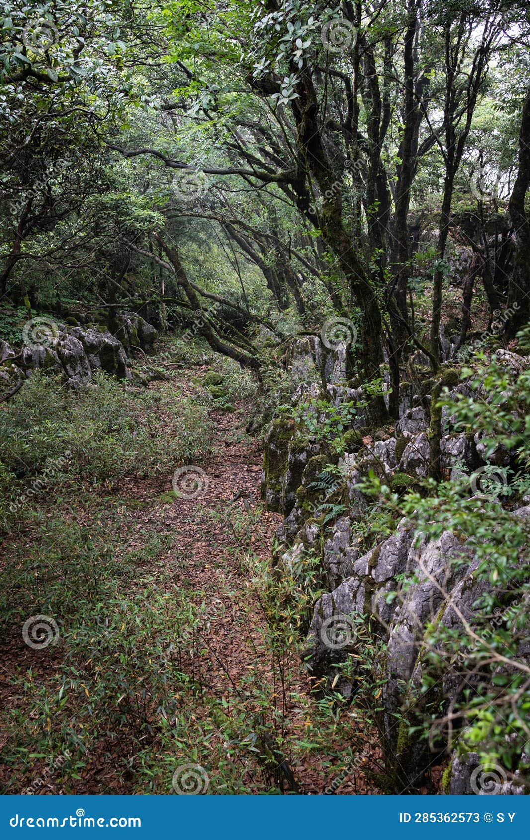 Dense Forest in Light and Shadow Stock Image - Image of light, sunlight ...