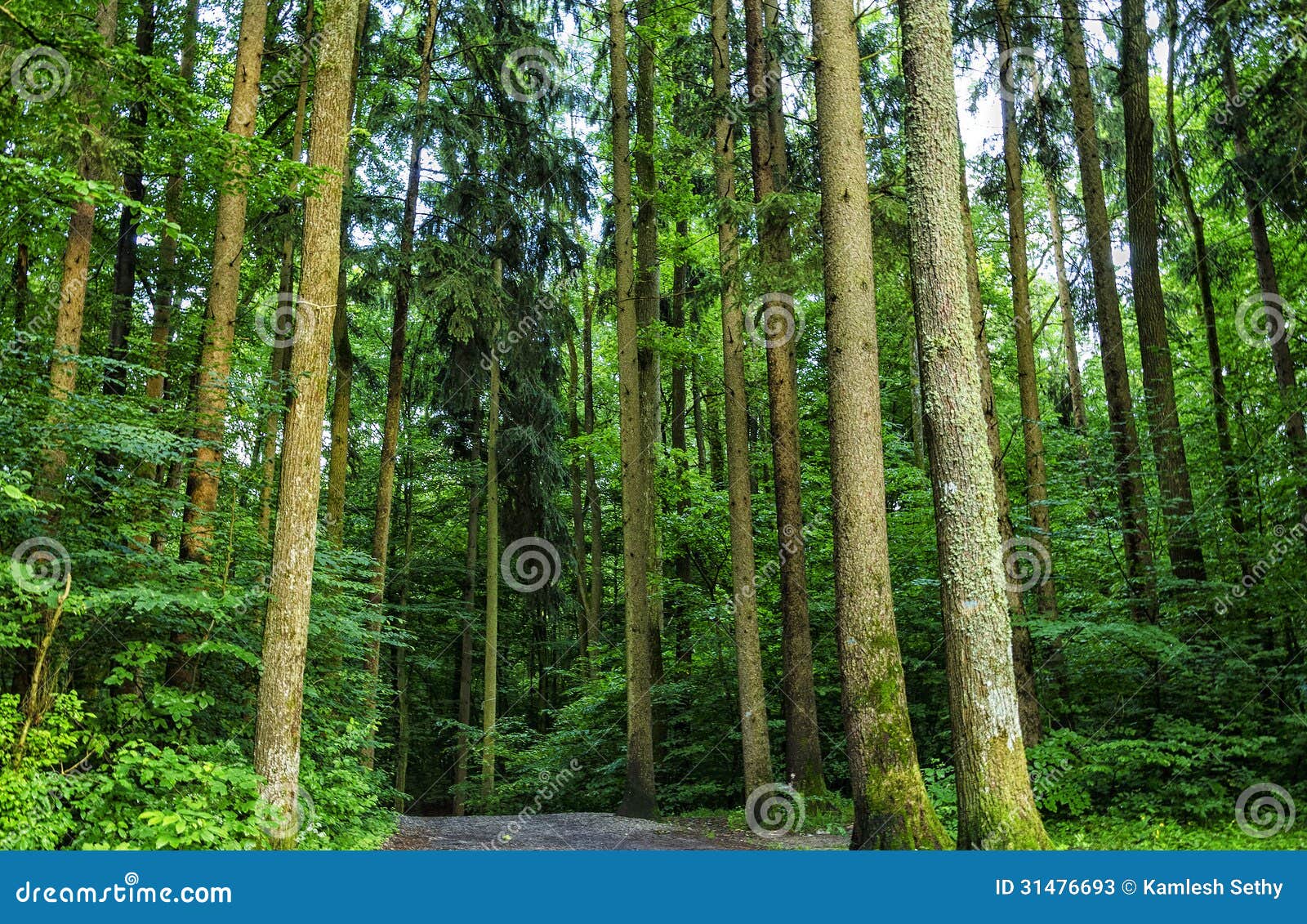 Dense Forest stock image. Image of scene, foliage, landscape - 31476693