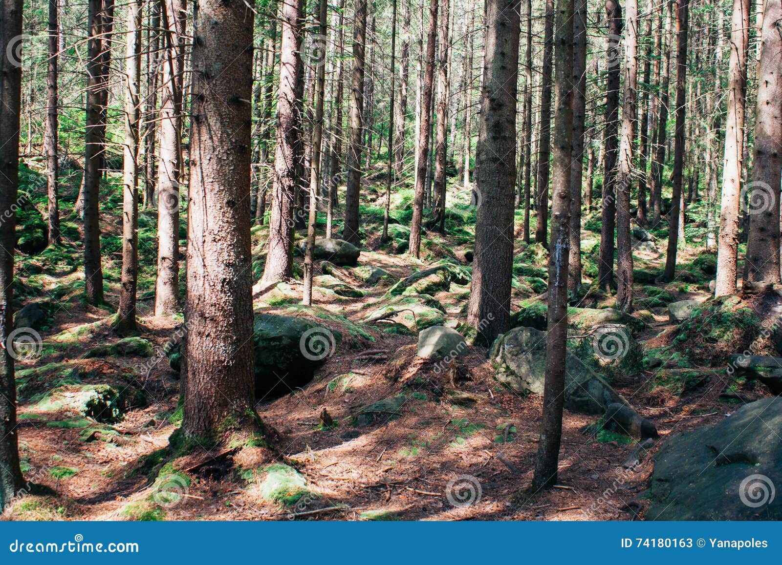 Dense Forest in the Mountains Stock Image - Image of leaf, europe: 74180163