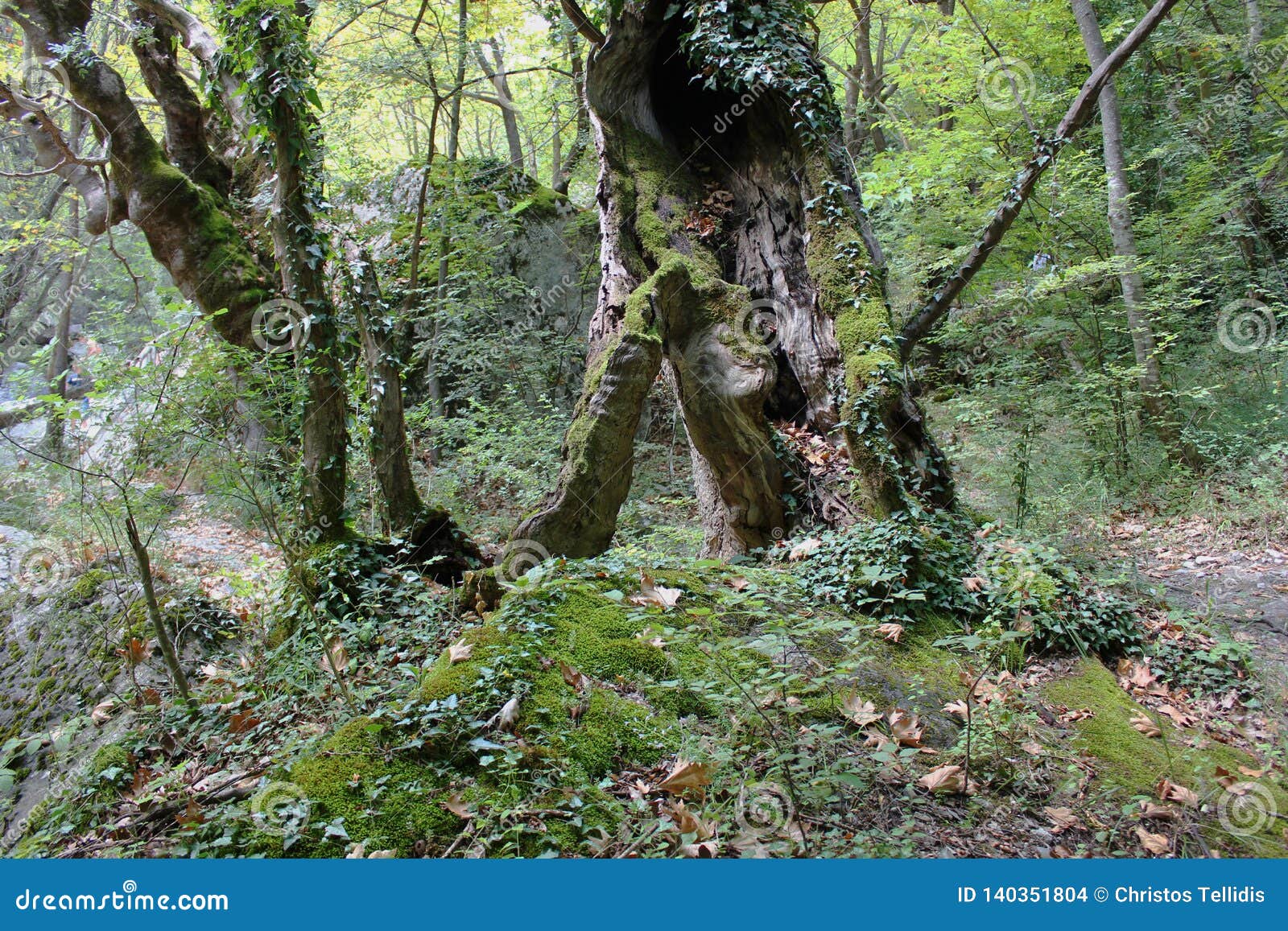 Dense Forest Next To the Pozar Thermal Baths Aridaia Greece Stock Photo ...