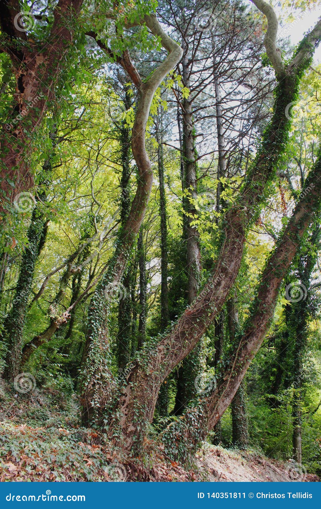 Dense Forest Next To the Pozar Thermal Baths Aridaia Greece Stock Image ...