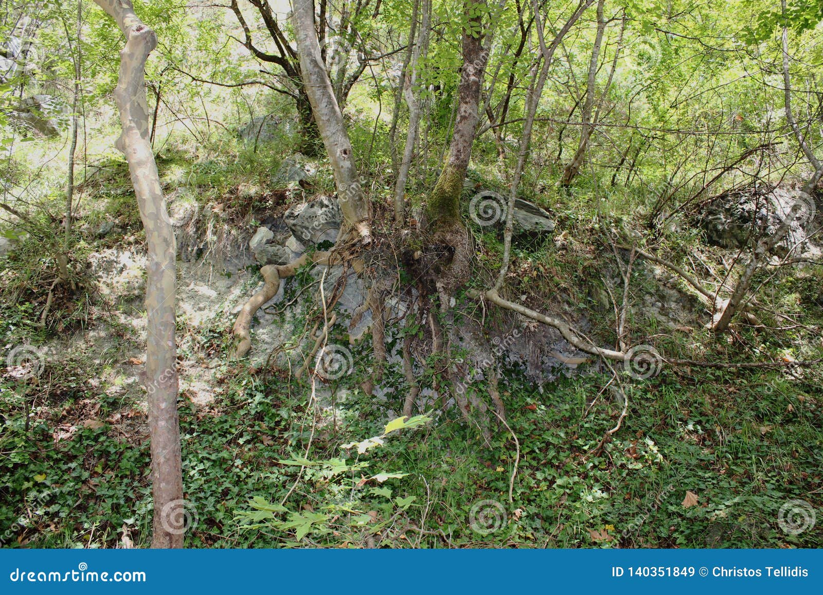 Dense Forest Next To the Pozar Thermal Baths Aridaia Greece Stock Image ...