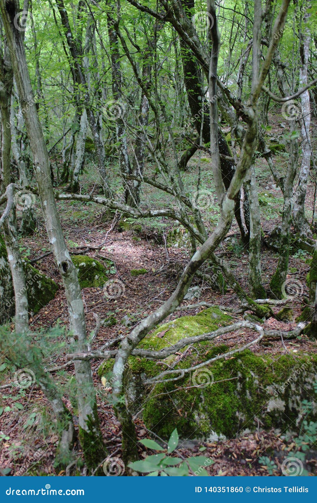 Dense Forest Next To the Pozar Thermal Baths Aridaia Greece Stock Photo ...