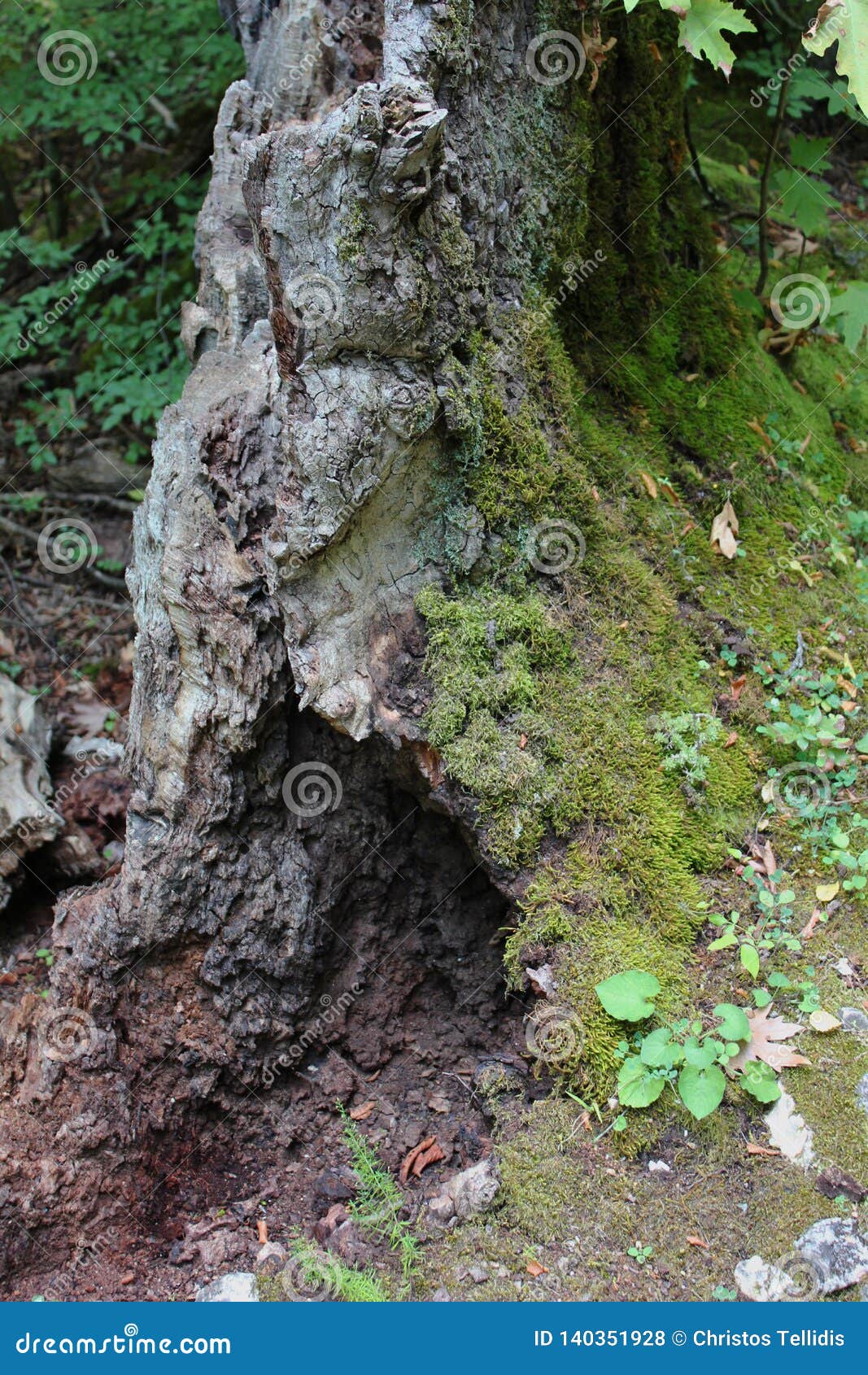 Dense Forest Next To the Pozar Thermal Baths Aridaia Greece Stock Photo ...