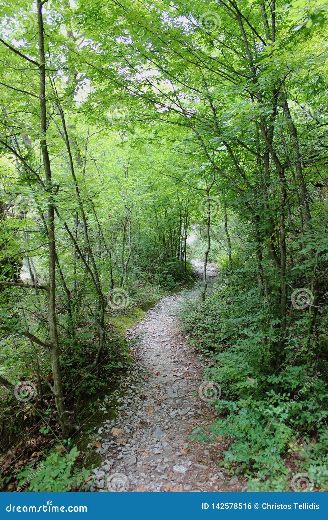 Dense Forest Next To the Pozar Thermal Baths Aridaia Greece Stock Photo ...