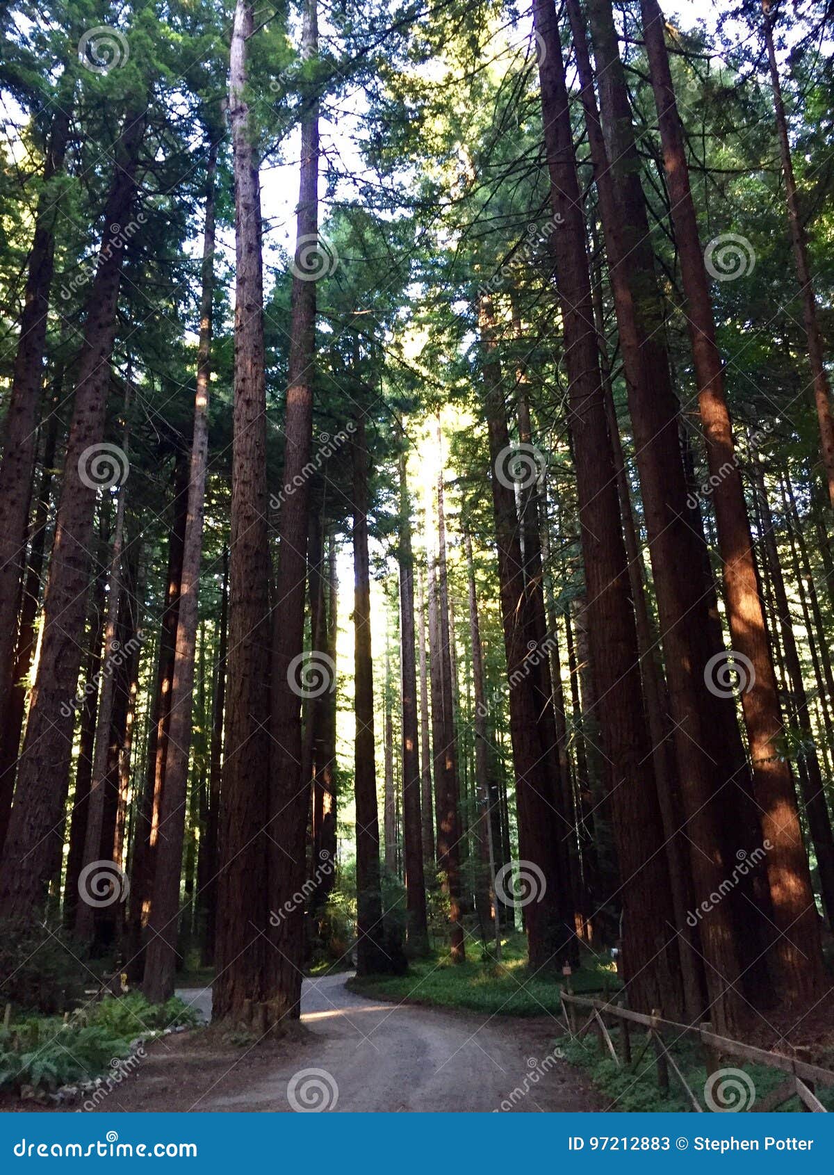 This is a DENSE FOREST in NORTHERN CALIFORNIA. Stock Image - Image of ...