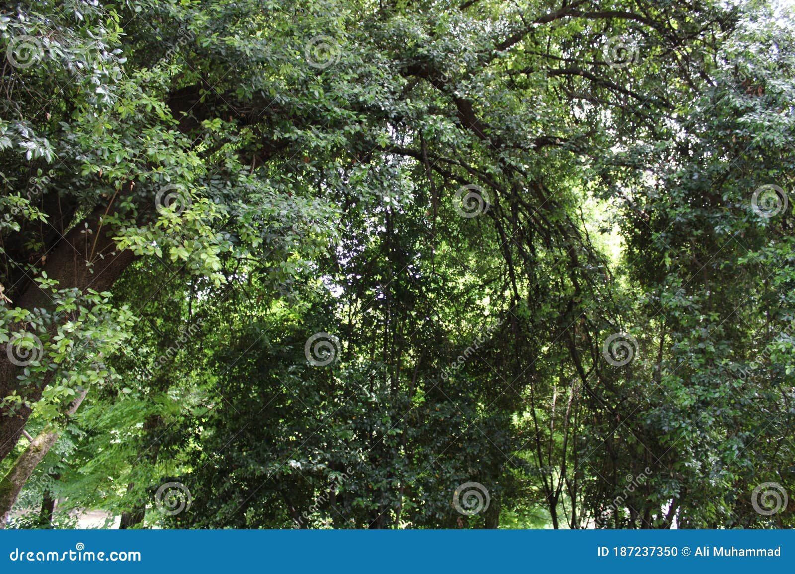 Dense Forest Older Trees and Natural Greenery in the Forest Stock Photo ...