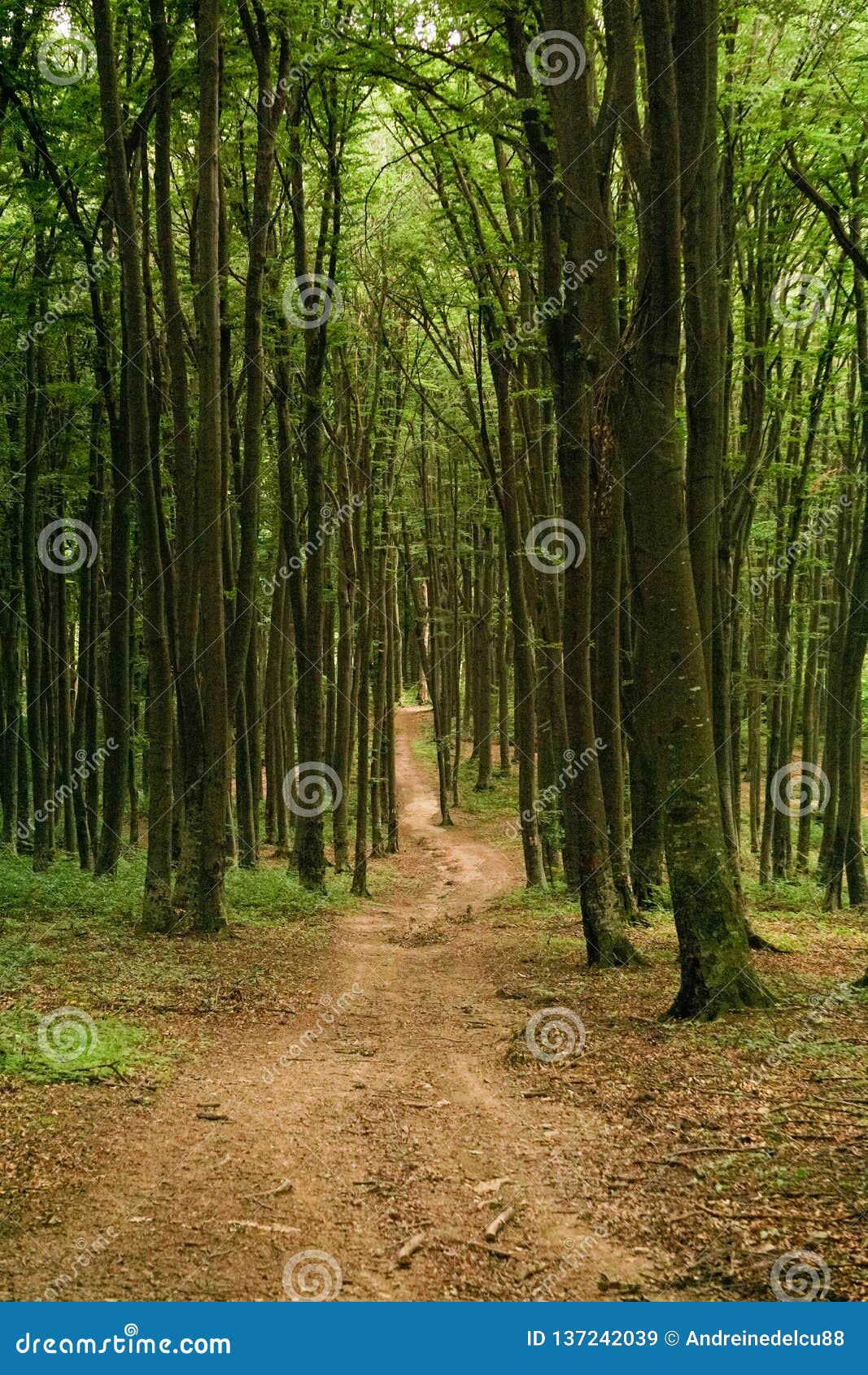 Dense forest path stock image. Image of dark, unknown - 137242039