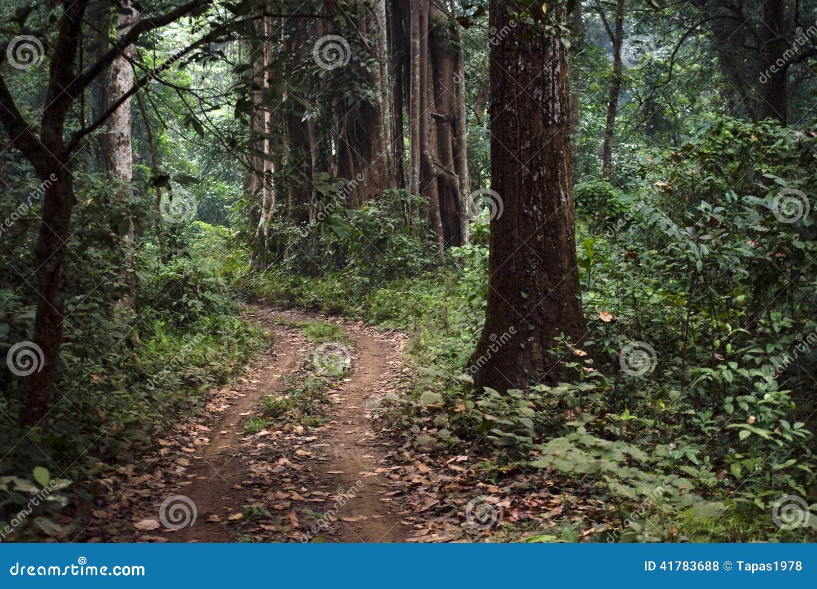 Dense Forest Of Pohutukawa Trees Royalty-Free Stock Photography ...