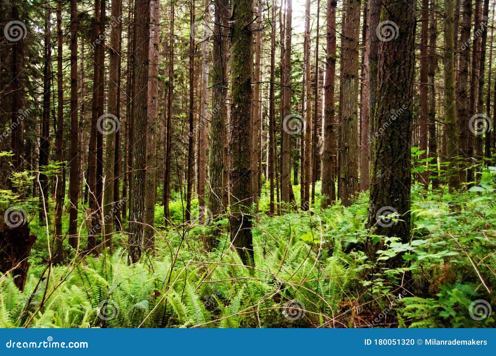 Dense Forest with Pine Trees and Ferns, Vancouver Stock Photo - Image ...
