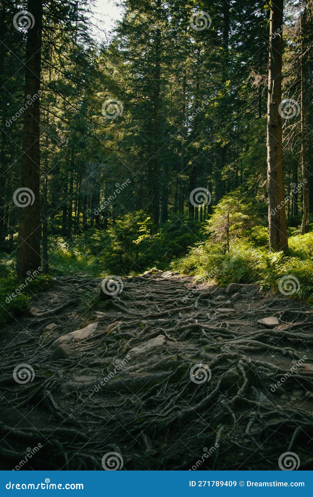 Dense Forest on the Slopes of the Mountains with a Trail Covered with ...