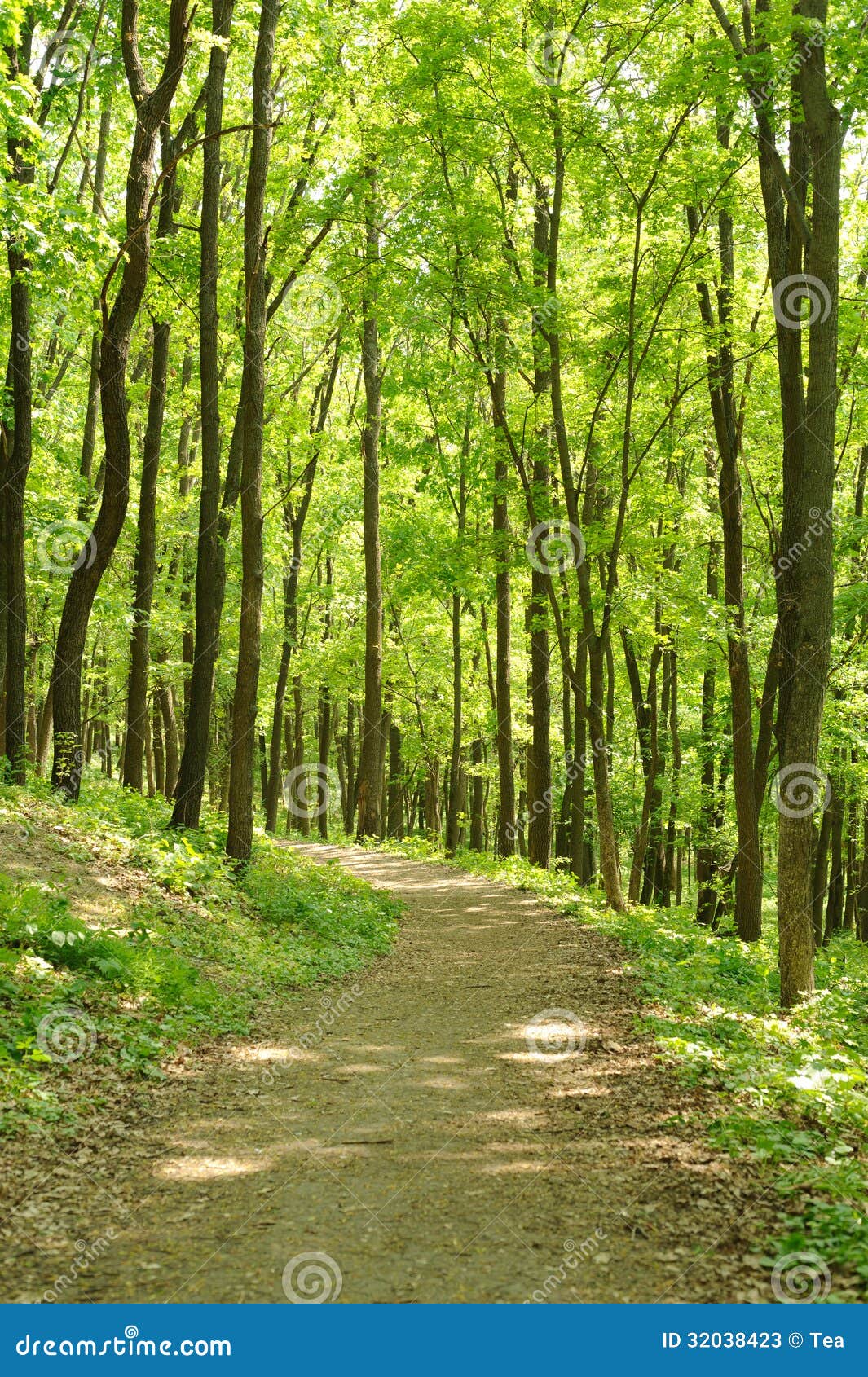 Dense forest stock image. Image of tree, color, road - 32038423