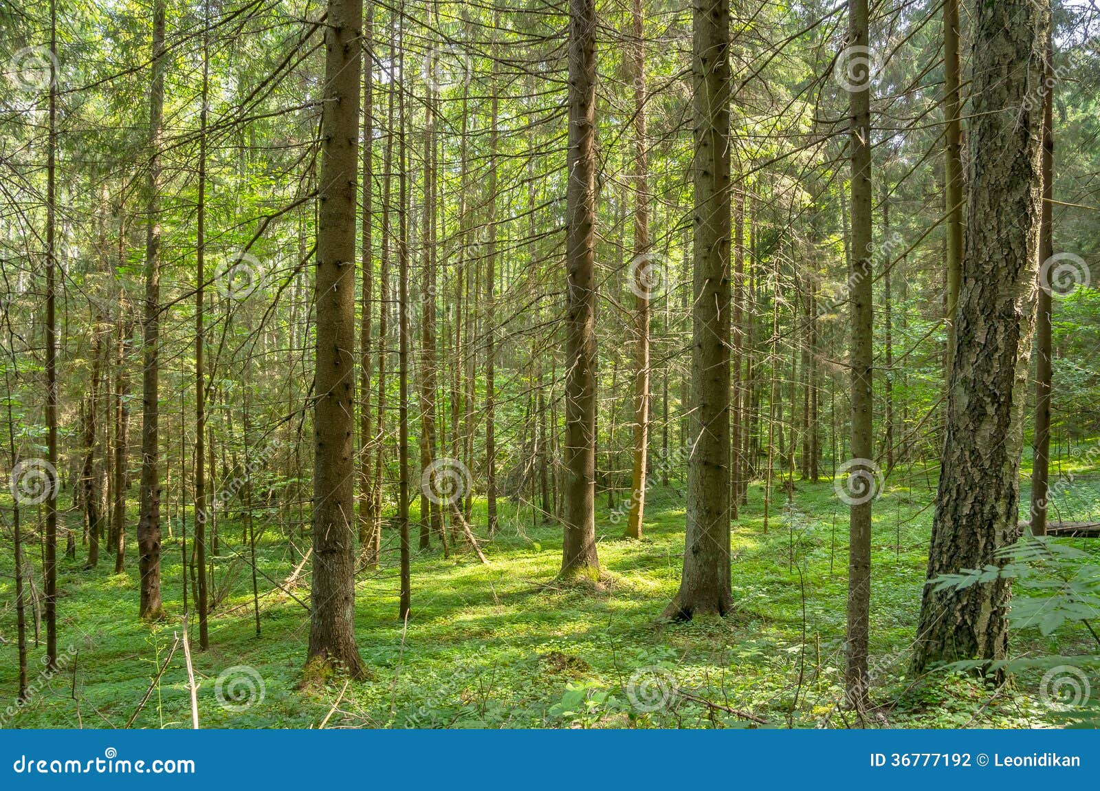 Dense Forest stock photo. Image of landscape, branch - 36777192