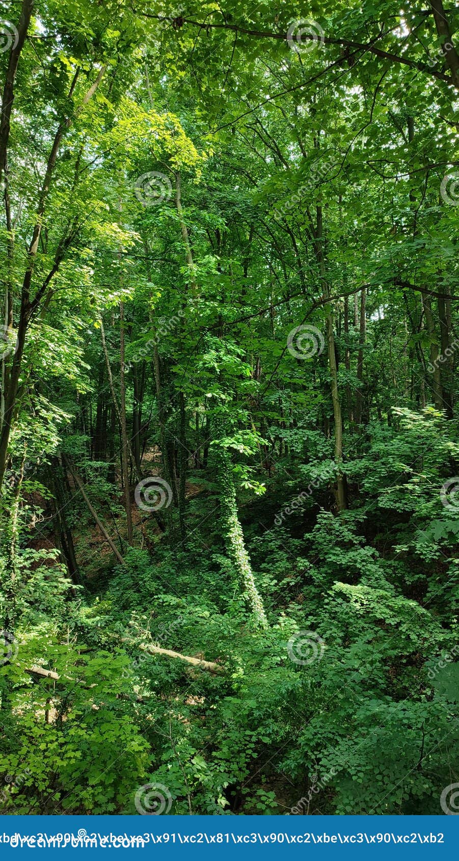 Sunny Dense Forest with Tall Green Trees Stock Photo - Image of dense ...