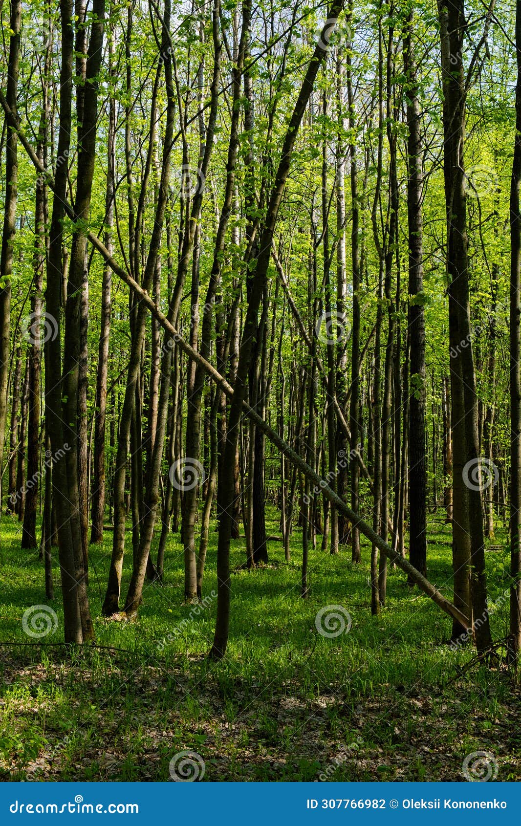 A Dense Forest with Tall, Thin Trees and Bright Green Leaves Stock ...