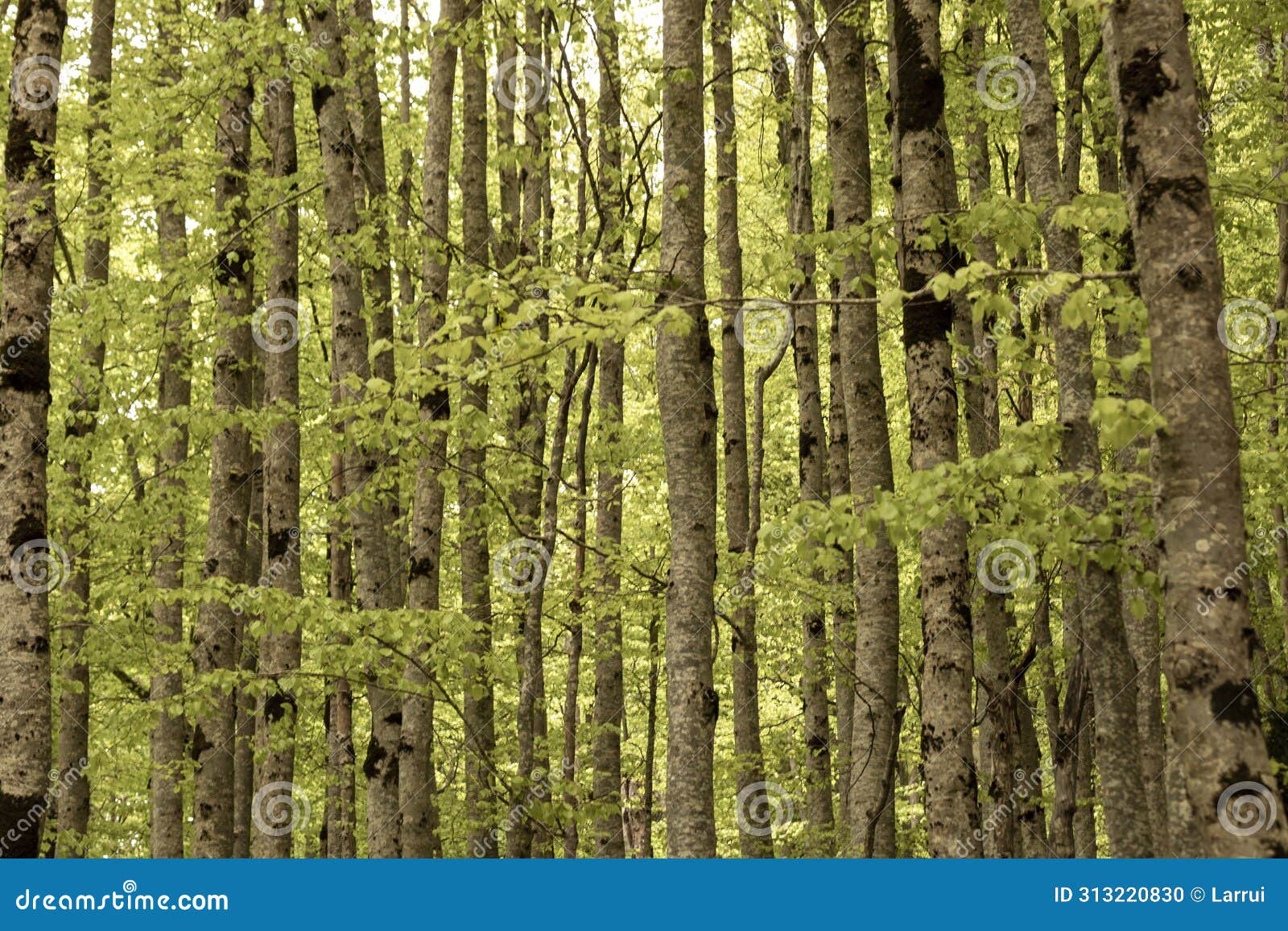 A Dense Forest with Tall, Thin Trees, Their Trunks Covered in Moss ...