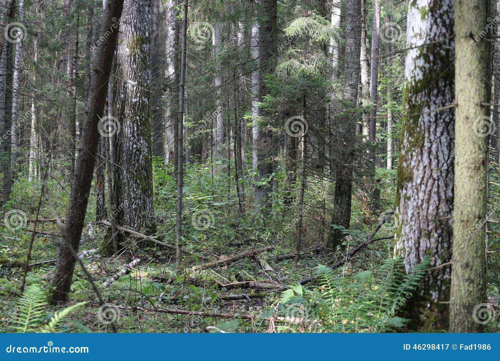 Dense forest stock image. Image of plants, view, tree - 46298417