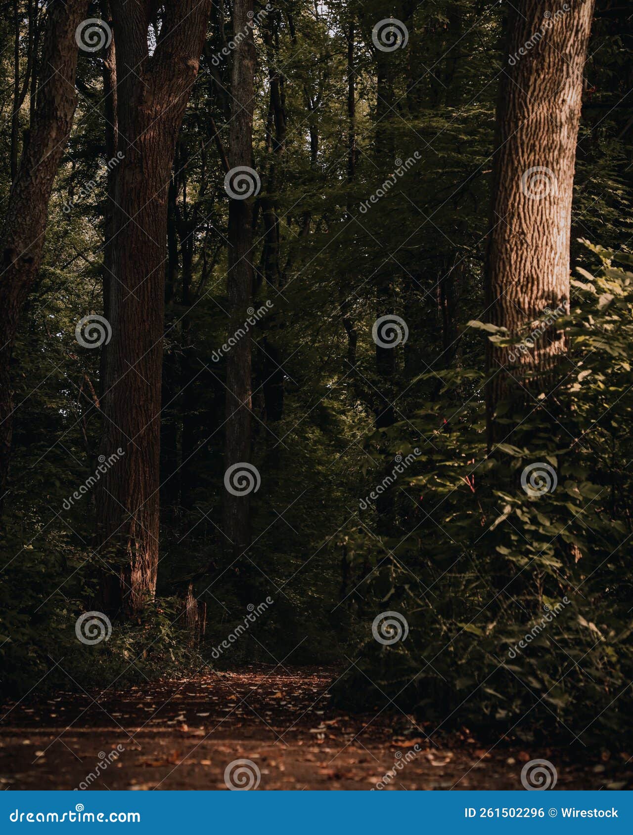 Dense Forest Tree Trunks Captured on a Gloomy Day Stock Photo - Image ...