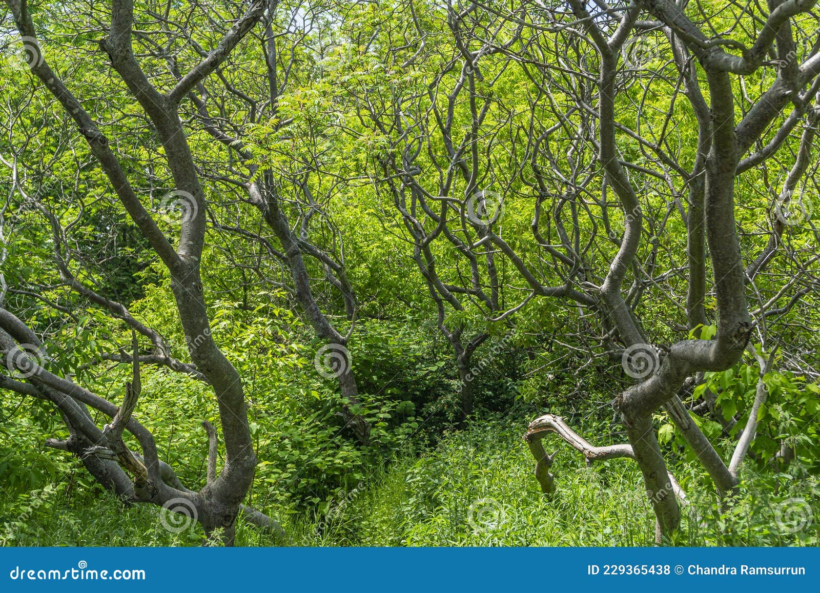 Dense Forest Trees Forming a Graphical Pattern Stock Photo - Image of ...