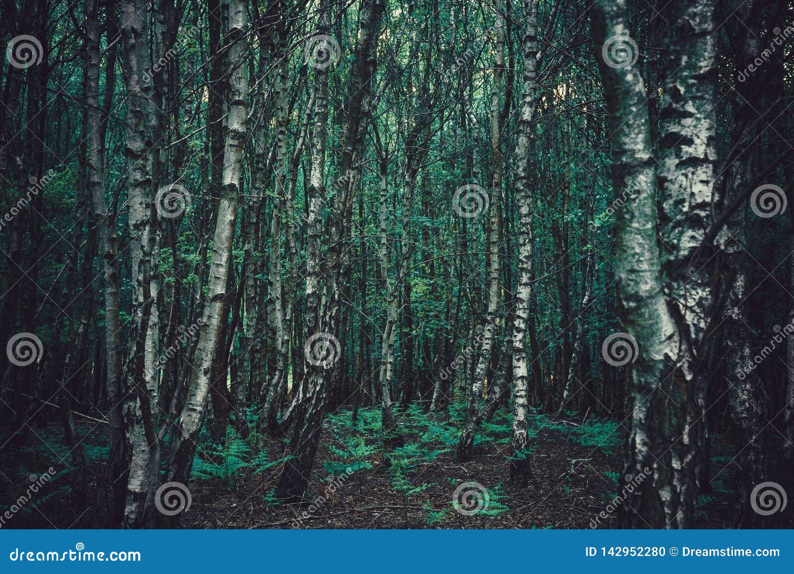 Dense Forest Trees stock photo. Image of scenic, dense - 142952280