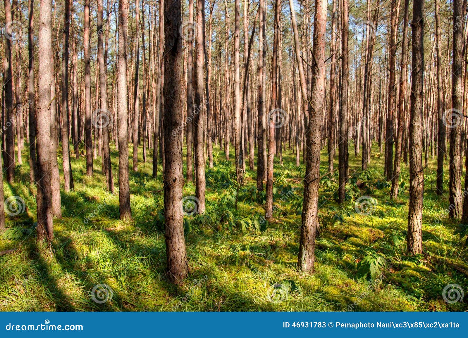 Dense Forest stock image. Image of compact, glade, rough - 46931783