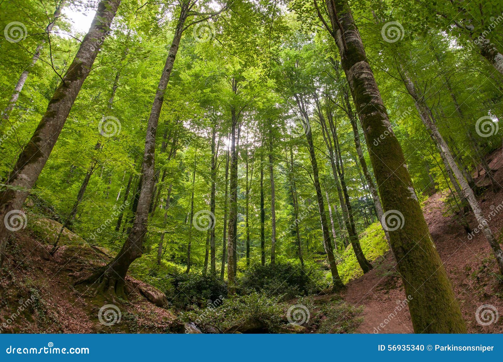 Dense Forest Of Pohutukawa Trees Royalty-Free Stock Photography ...