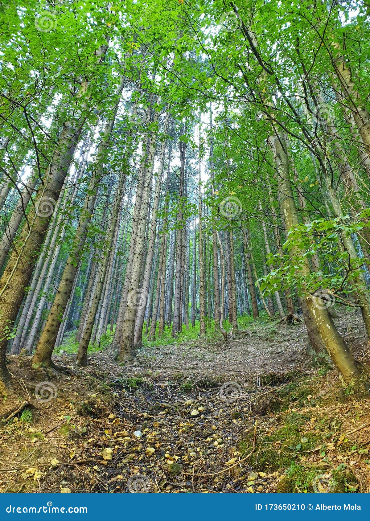 Dense forest view stock photo. Image of view, green - 173650210
