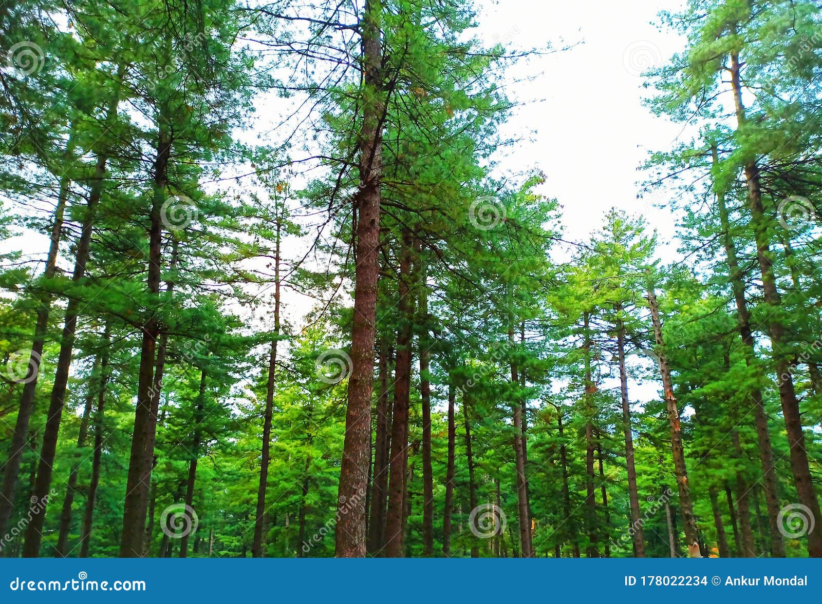 Dense Forest View Having Straight Long Trees Stock Photo - Image of ...