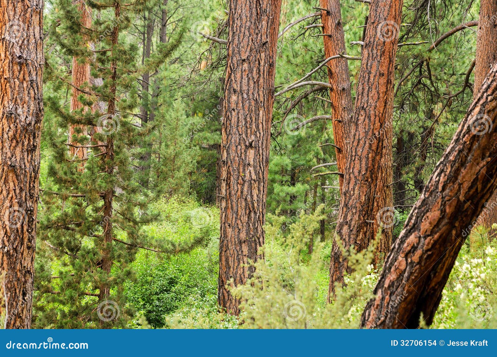 Dense Forest View stock photo. Image of bend, outdoors - 32706154