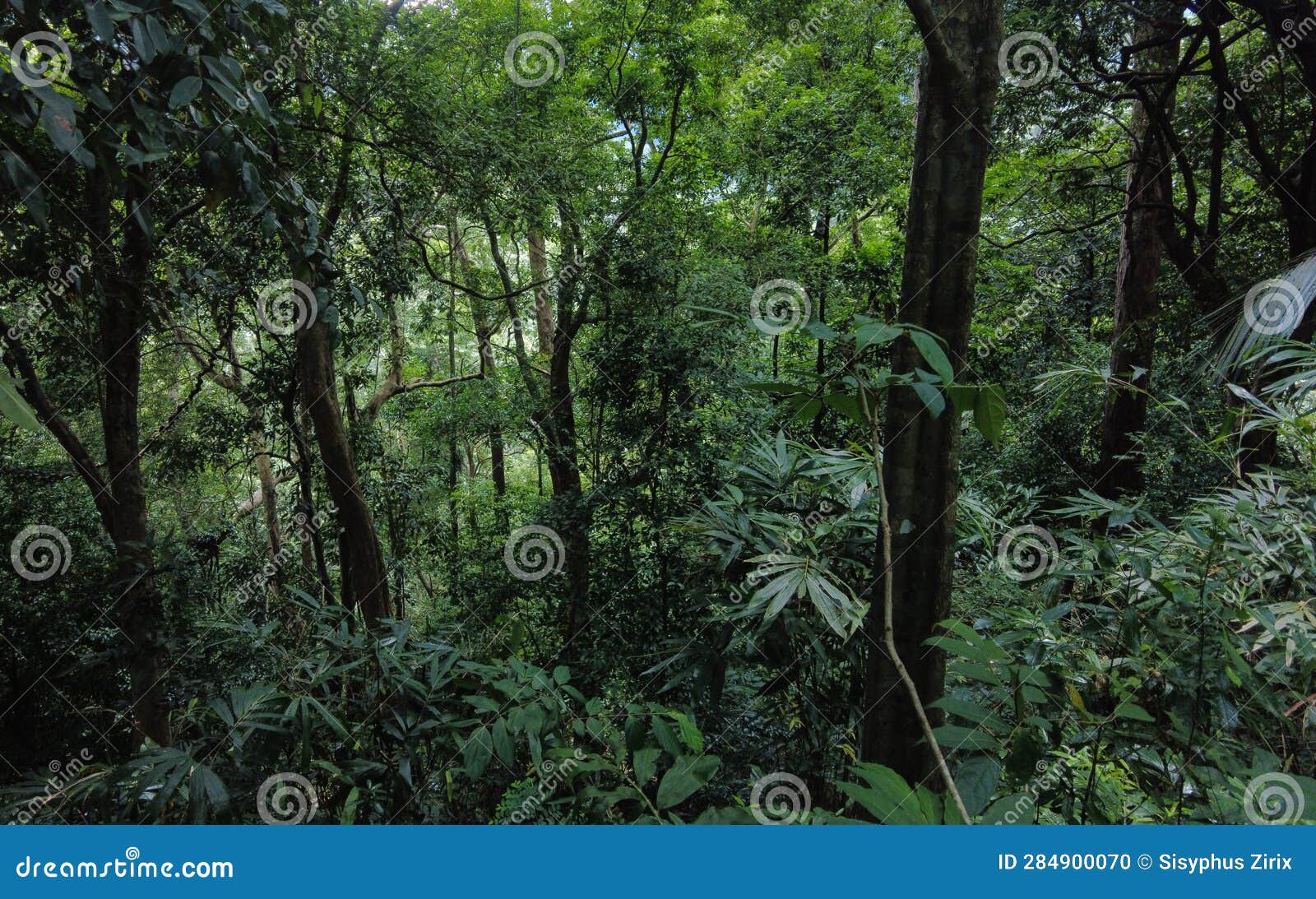 Dense Forest in Western Ghats, Tropical Evergreen Forest Stock Photo ...