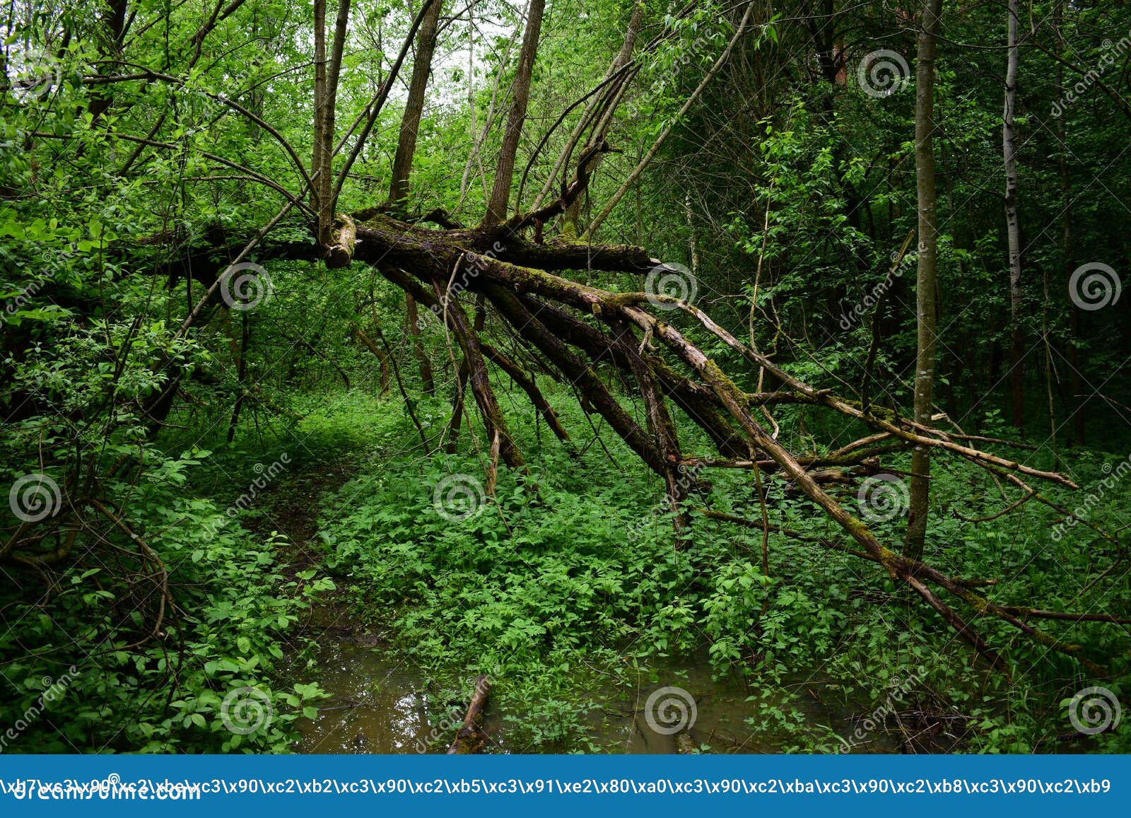 Dense Forest. a Winding Path in a Leafy Area. the Branches of a Huge ...