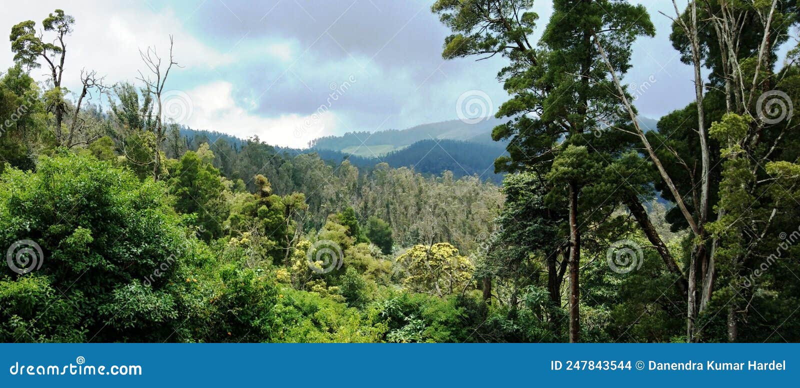 Dense Forests, Lofty Mountains and Trees Attracts the Visitors Coming ...