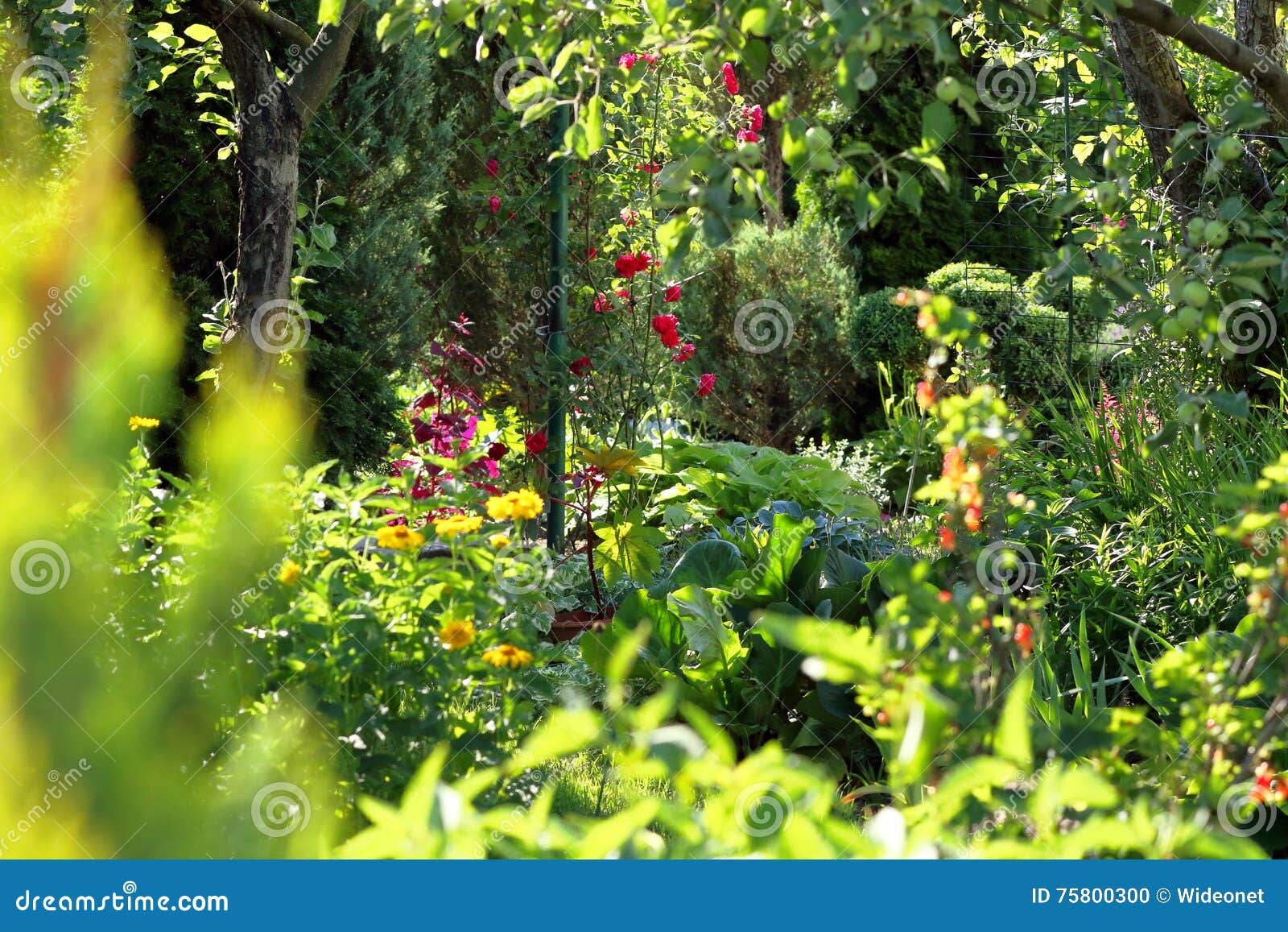 Dense Garden in the Middle of Summer Stock Photo - Image of beautiful ...